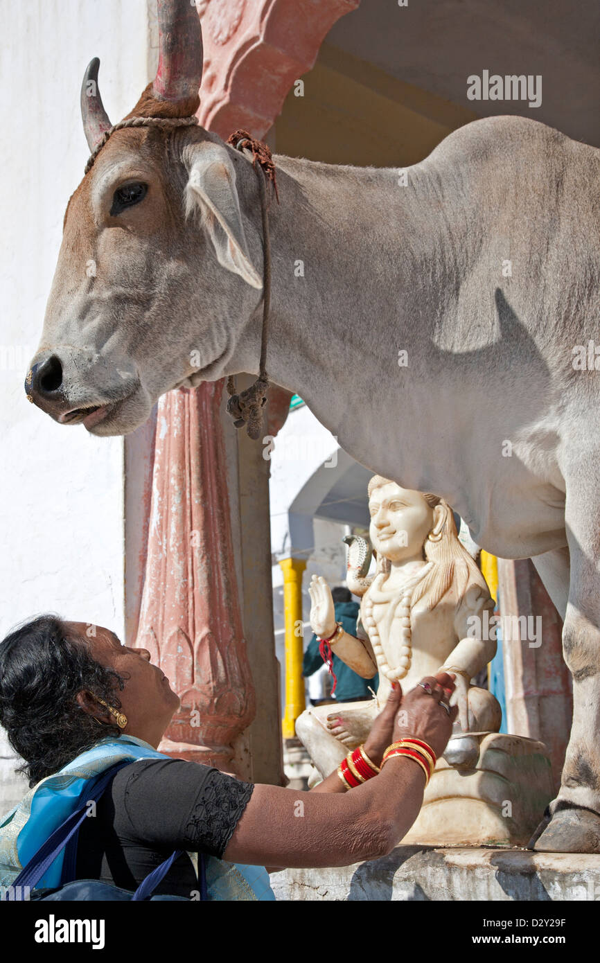 Worship sacred cow hindu hi-res stock photography and images - Alamy