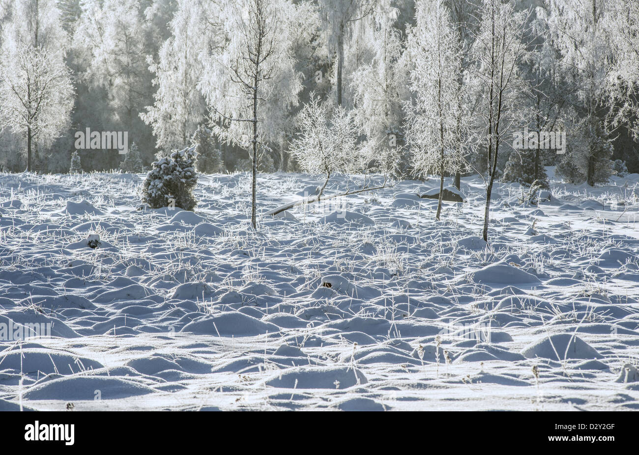 Winter with snow white frost ower a farmers landscape Stock Photo - Alamy