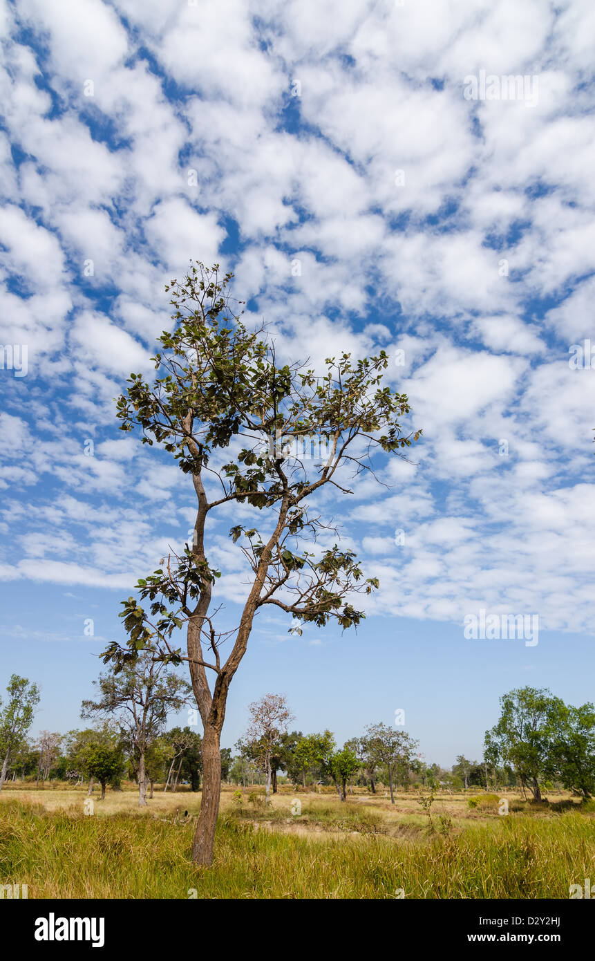 Tree and sky in countryside Stock Photo - Alamy