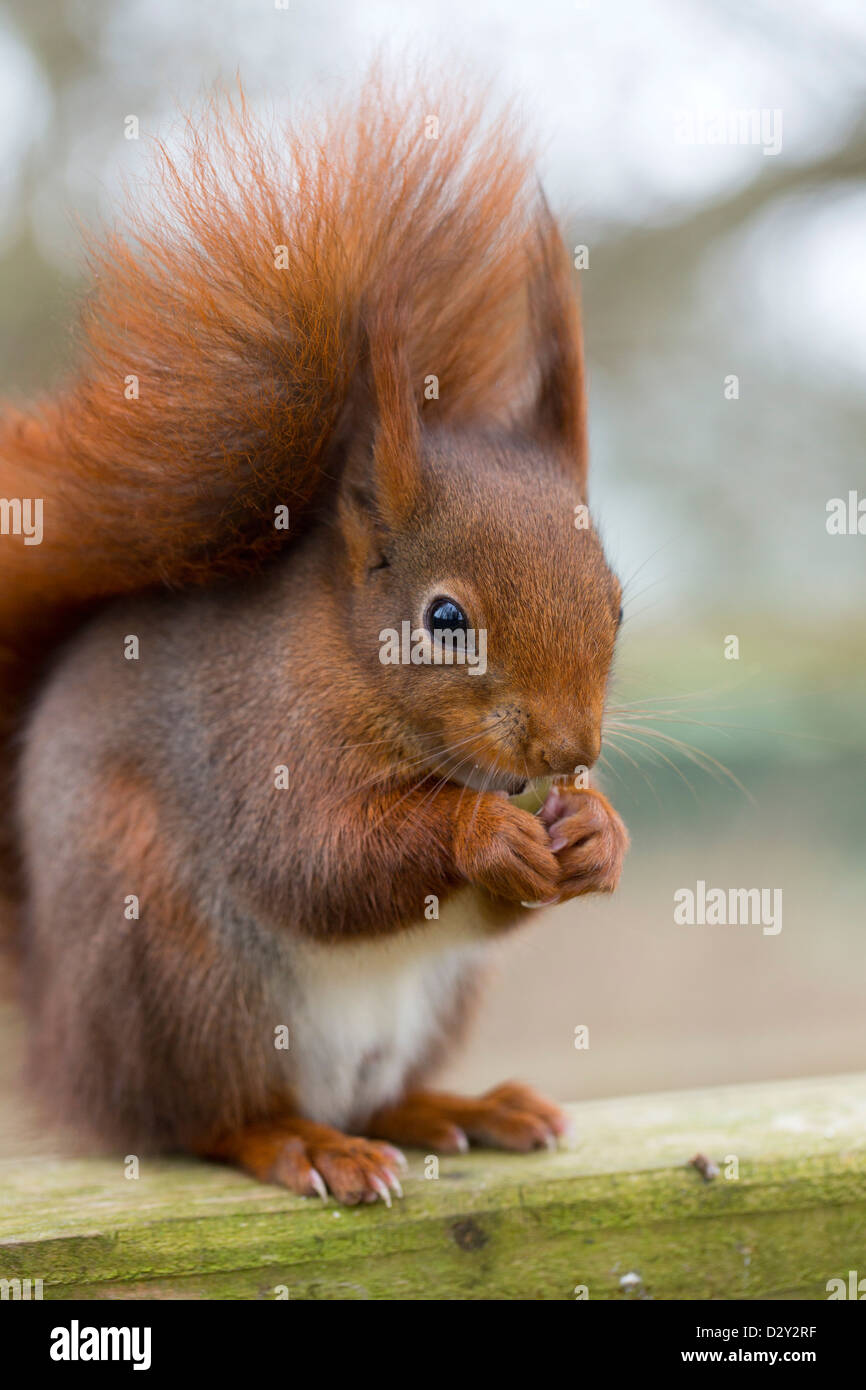 Red Squirrel; Sciurus vulgaris; Eating; UK Stock Photo - Alamy