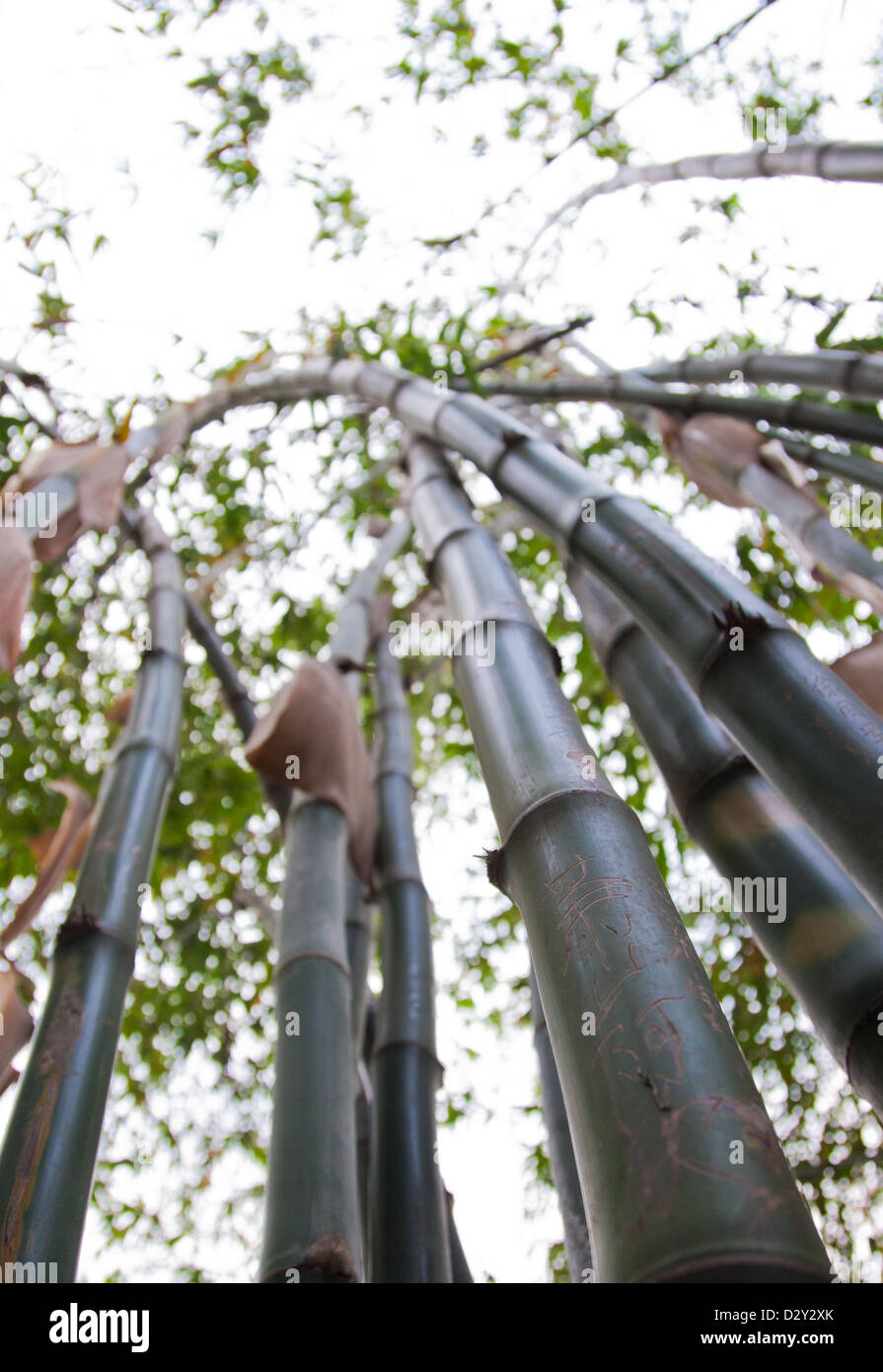 Evergreen bamboo bamboos hi-res stock photography and images - Alamy