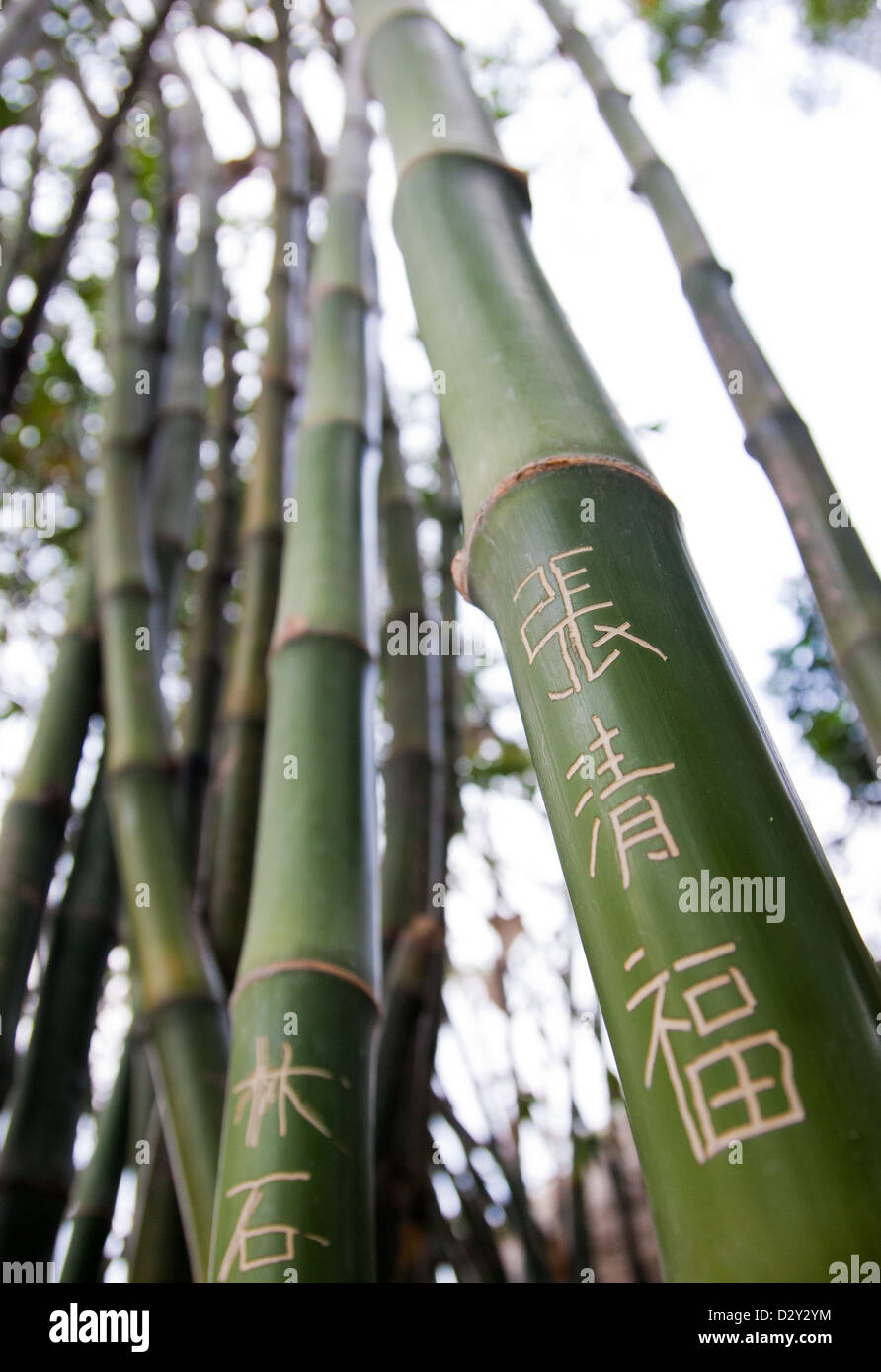 Evergreen bamboo bamboos hi-res stock photography and images - Alamy