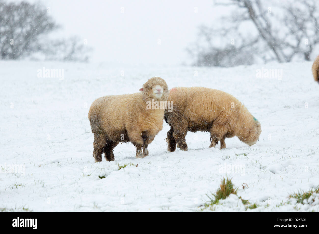 Sheep in Snow; Devon; UK Stock Photo - Alamy