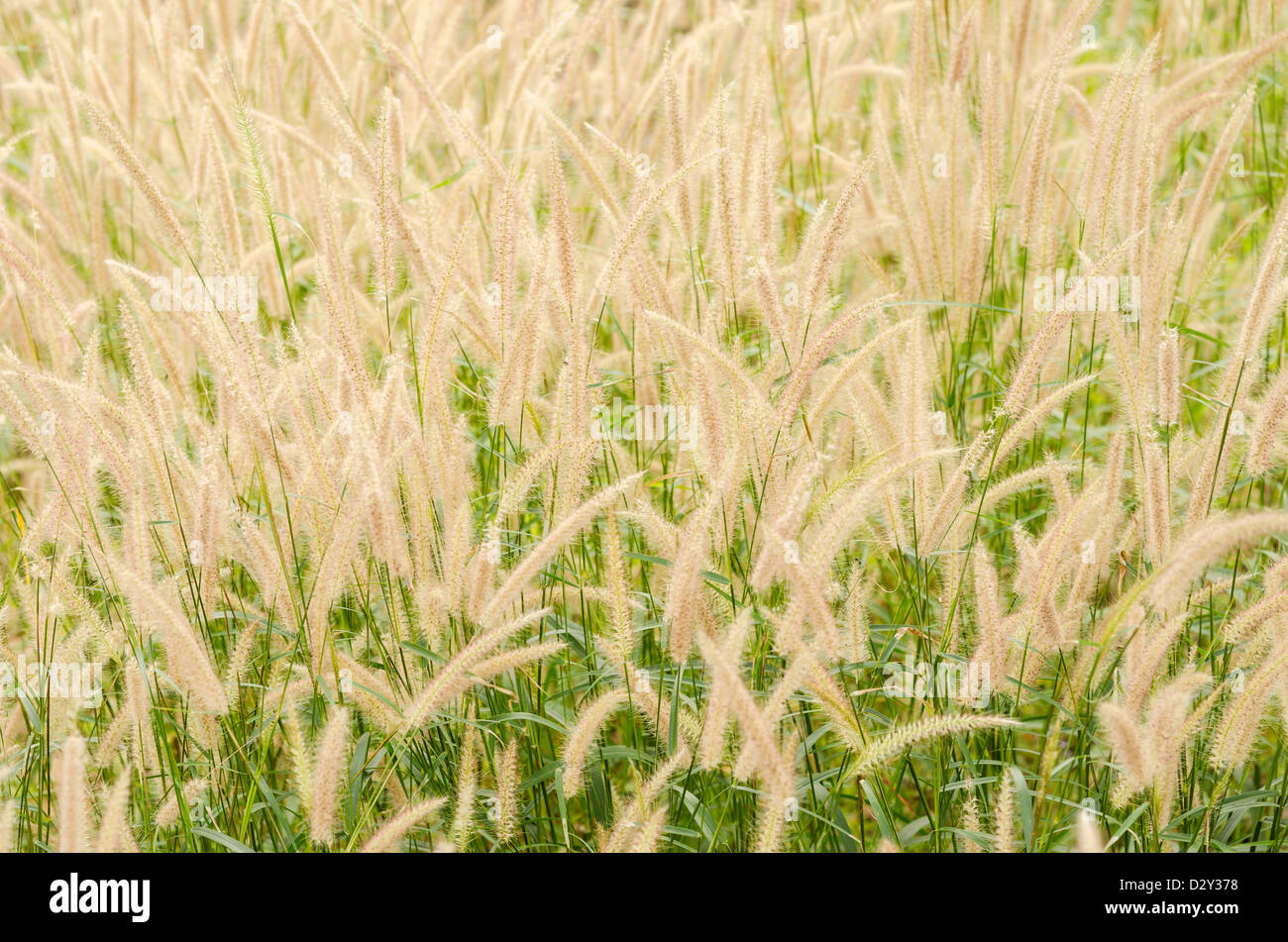 Foxtail weed hi-res stock photography and images - Alamy