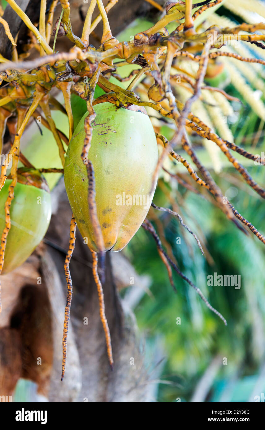 Healthy coconut tree hi-res stock photography and images - Alamy