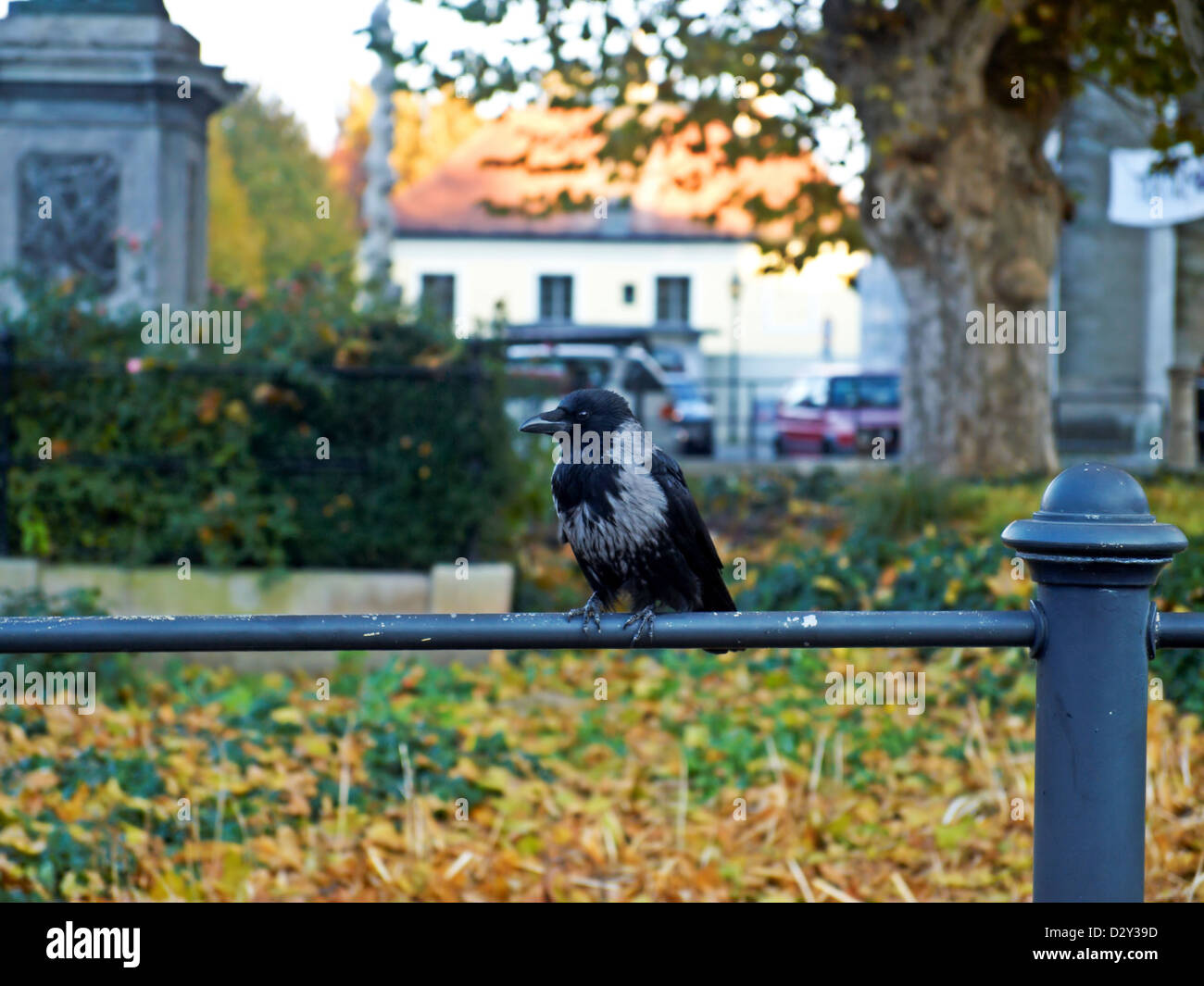Old crow hi-res stock photography and images - Alamy