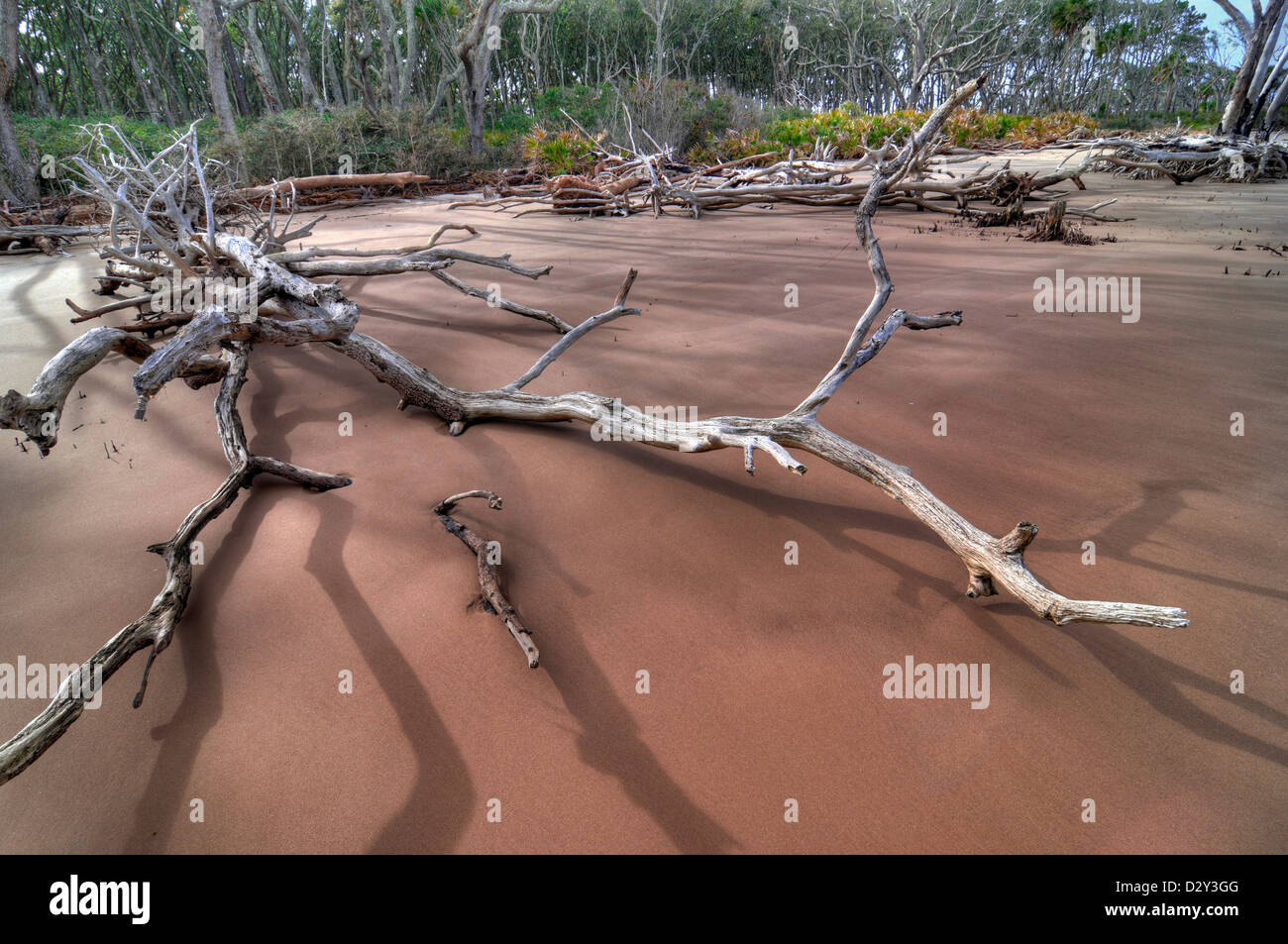Boneyard Beach on Big Talbot Island Florida along the Atlantic Coast ...