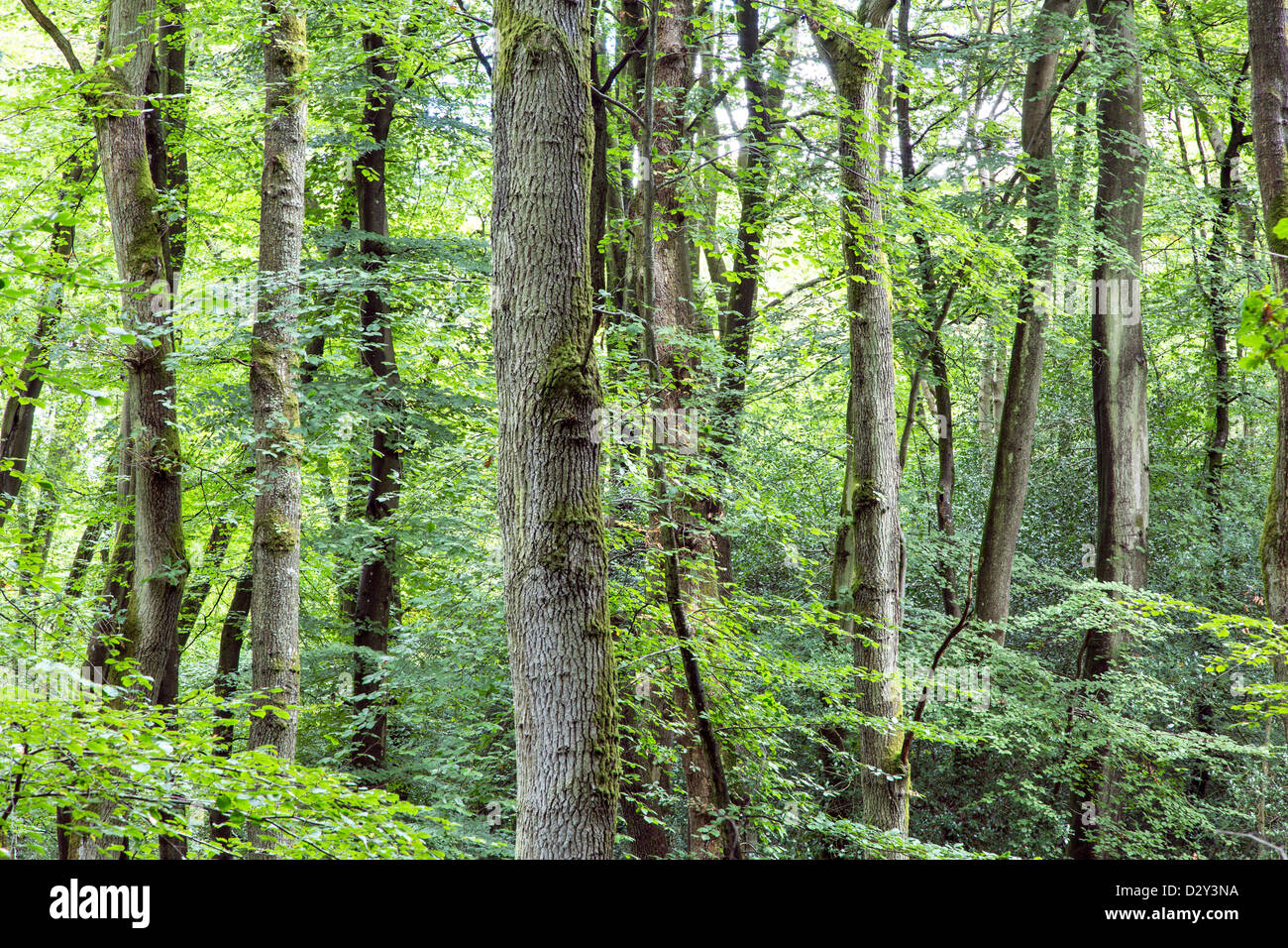 An English Oak tree trunk with a mixed deciduous woodland background ...