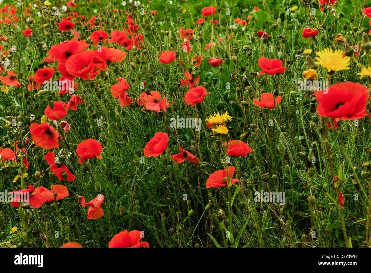 Poppy in field wild flowers hi-res stock photography and images - Alamy