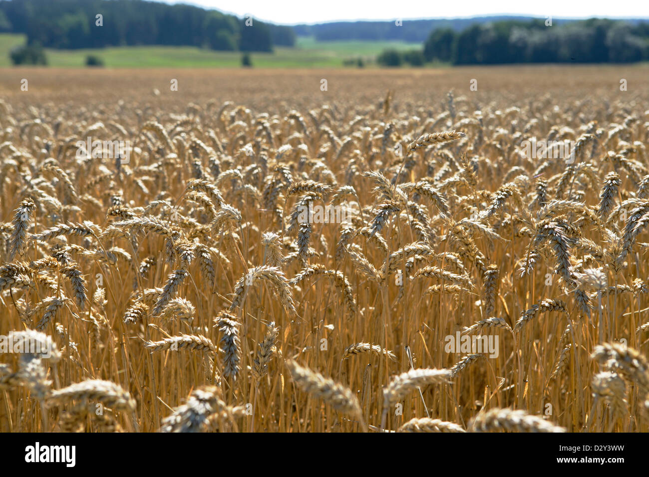 cereal rye field Stock Photo - Alamy
