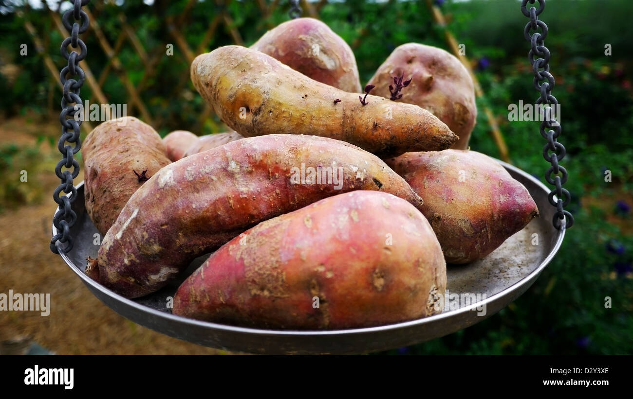 Weighing potatoes hi-res stock photography and images - Alamy