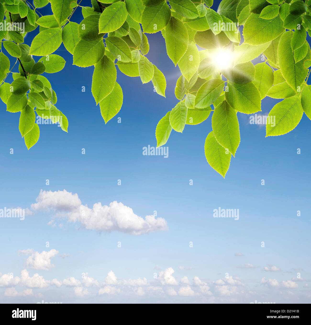 Green leaves and sun Stock Photo - Alamy