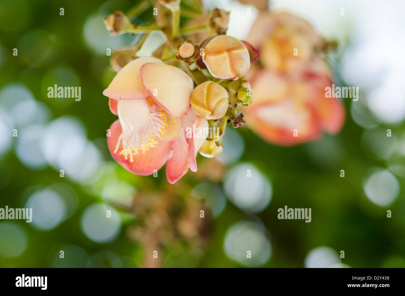 Cannonball Tree or Ayahuma in the green nature Stock Photo - Alamy