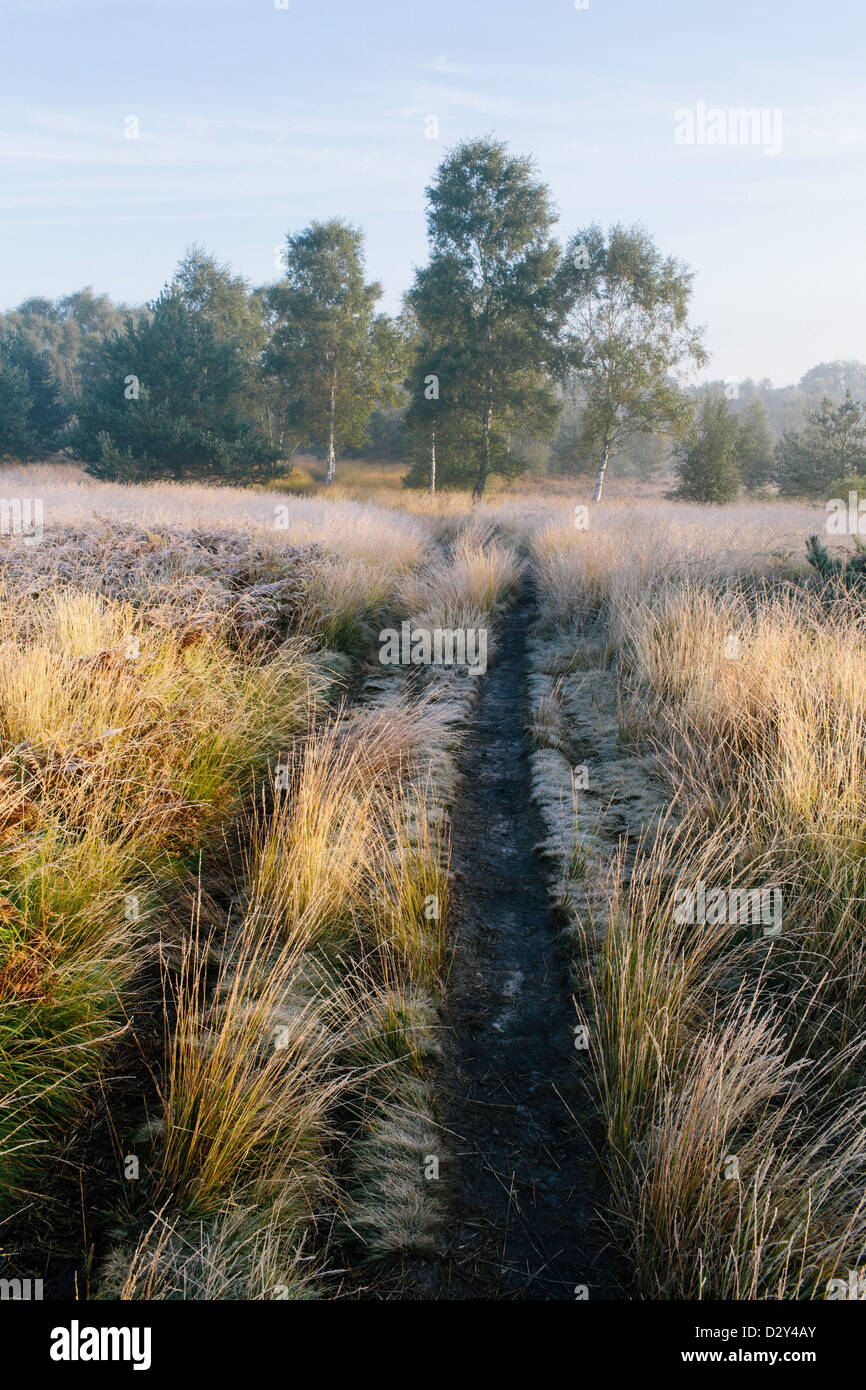 A footpath leading to silver Birch Trees on a misty early autumnal day ...