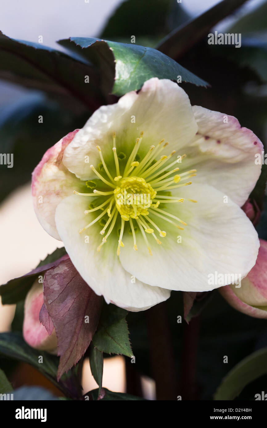 Moonbeam hi-res stock photography and images - Alamy