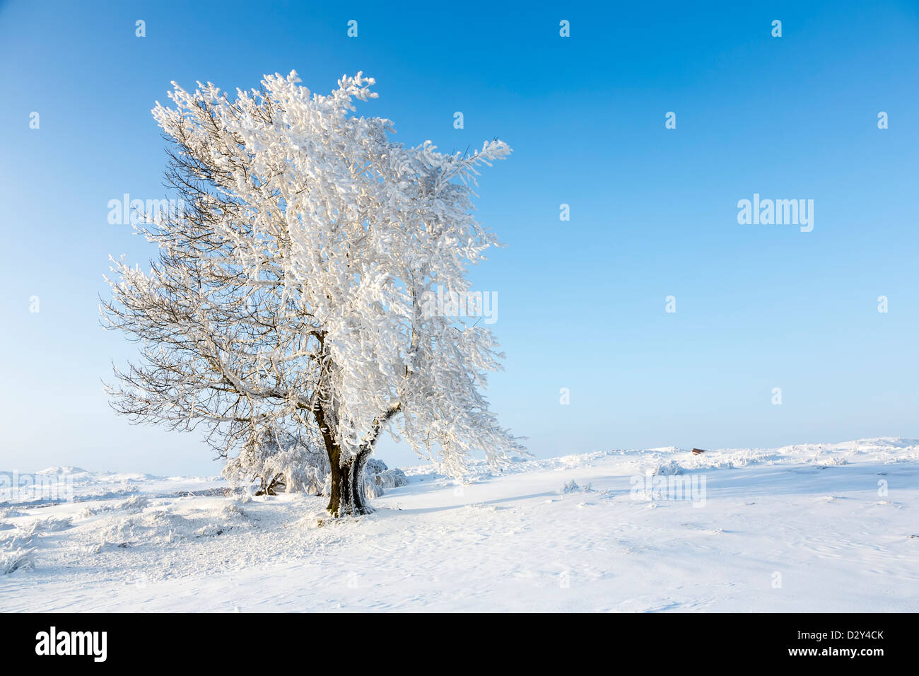 Snow white tree hi-res stock photography and images - Alamy