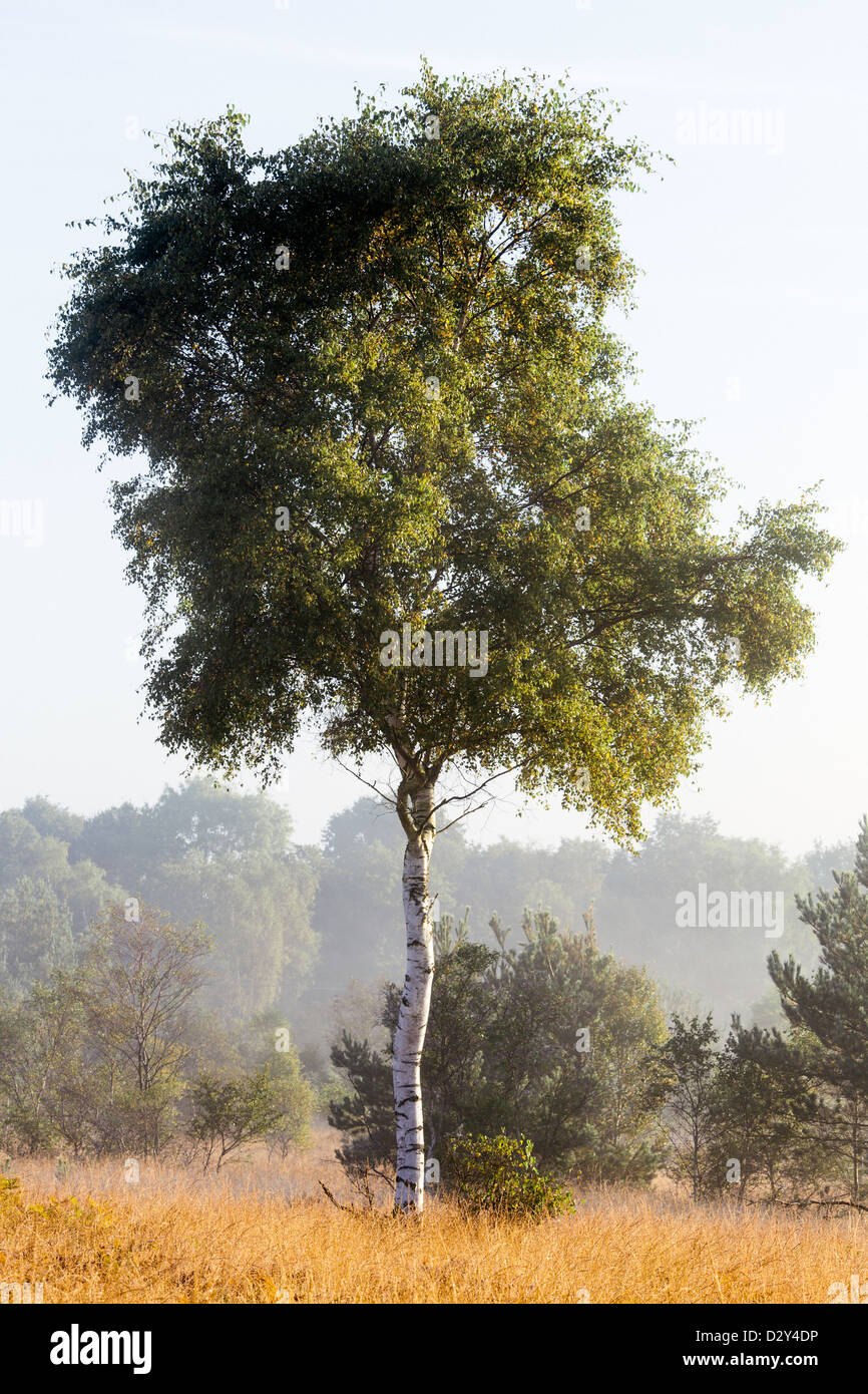 A silver Birch Tree on a misty early autumnal day at Chobham Common ...