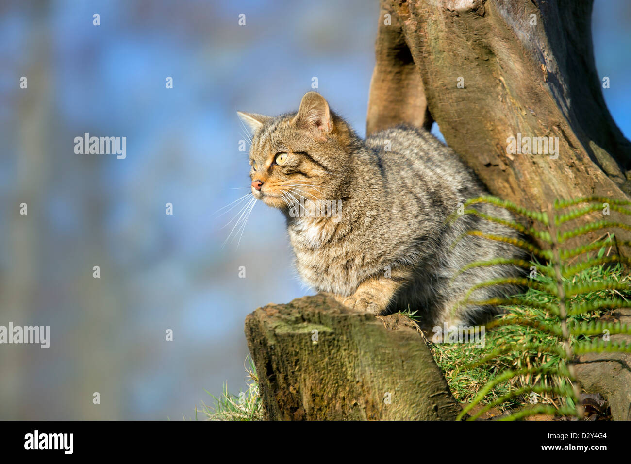 British wild cat hi-res stock photography and images - Alamy
