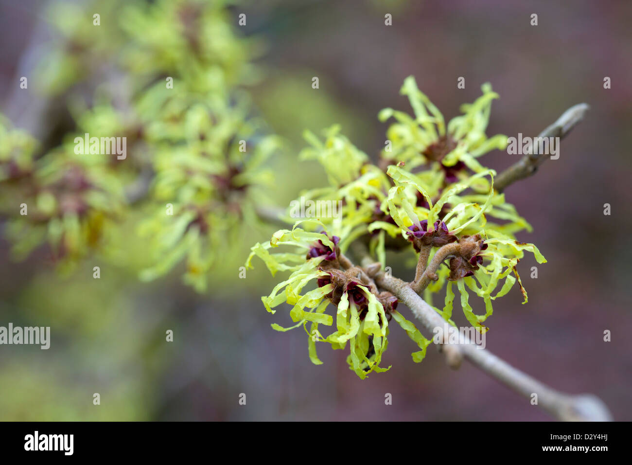Hazel tree hi-res stock photography and images - Alamy