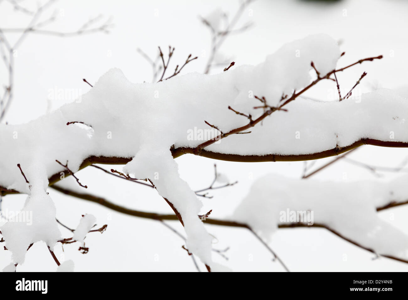 Thin tree hi-res stock photography and images - Alamy