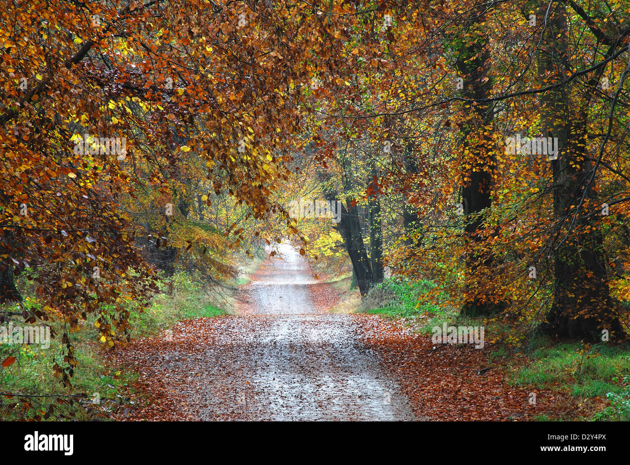 Savernake forest hi-res stock photography and images - Alamy