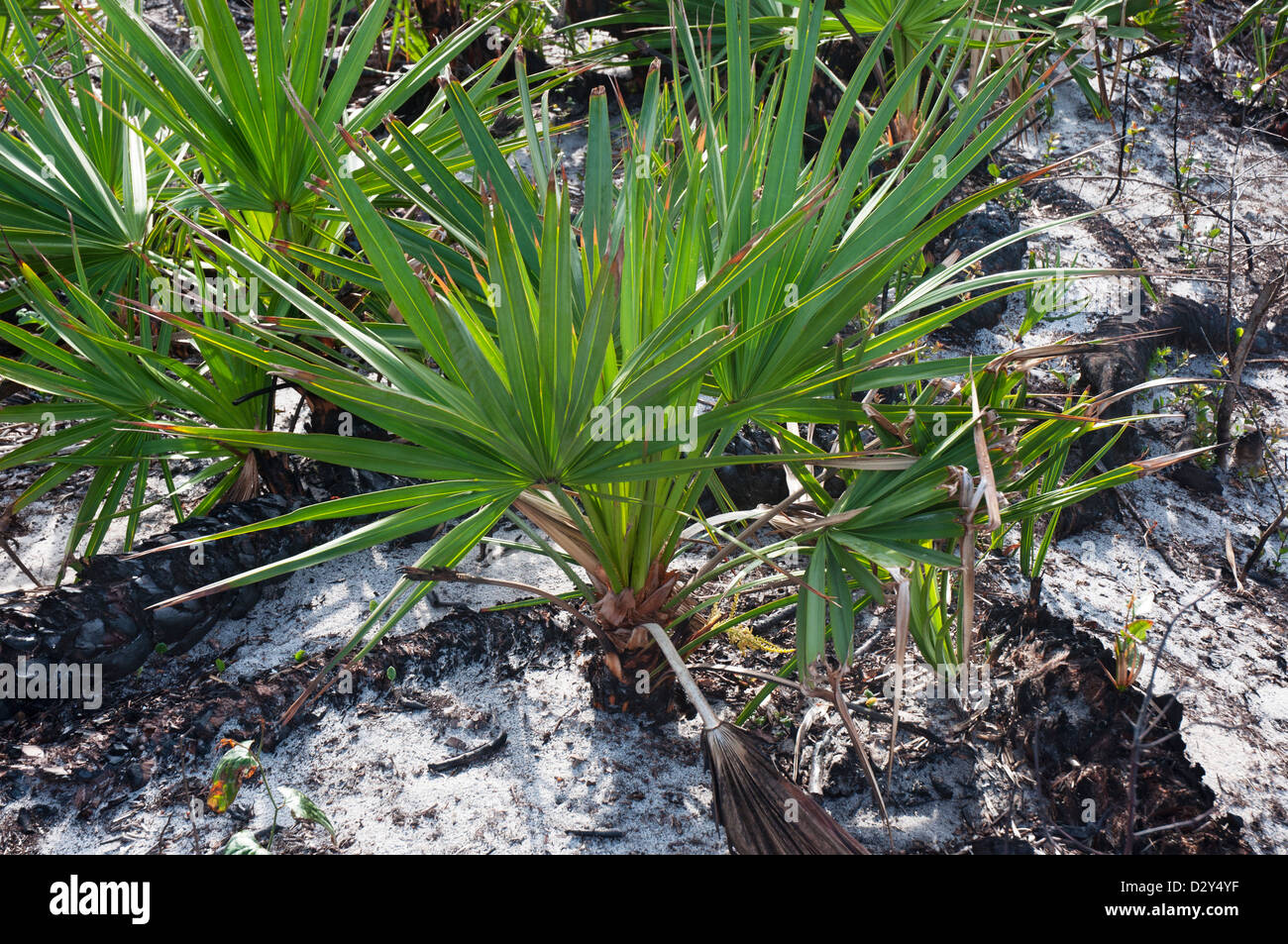 Coastal North Florida. Guana Tolomato Matanzas National Estuarine ...