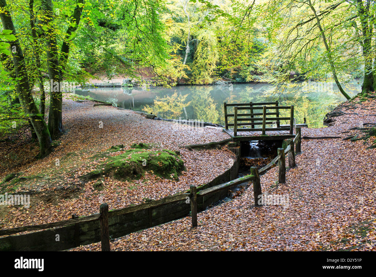 Beautiful autumnal colours at Waggoners Wells, Ludshott Common Stock ...