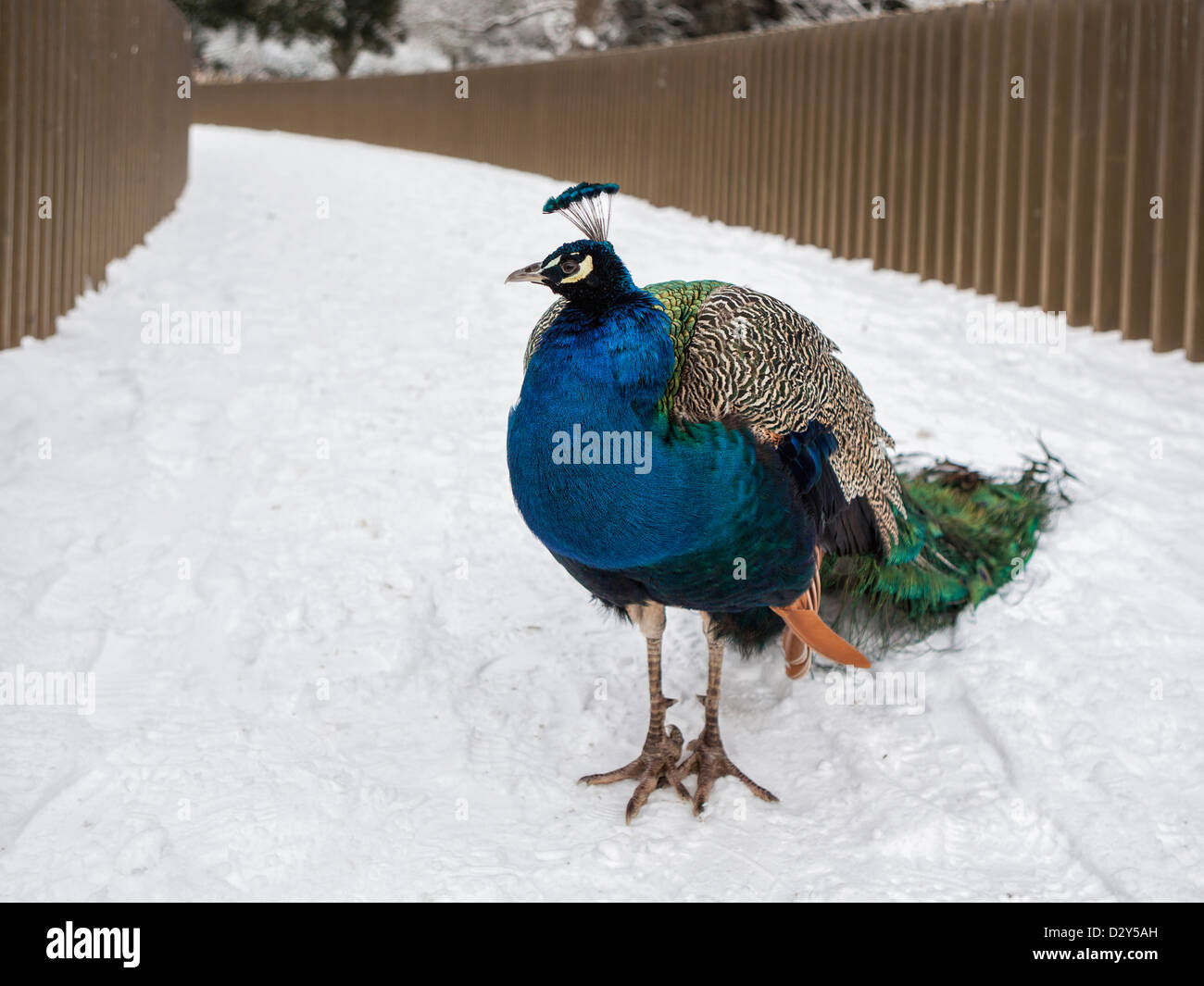 Sackler bridge kew gardens hi-res stock photography and images - Alamy