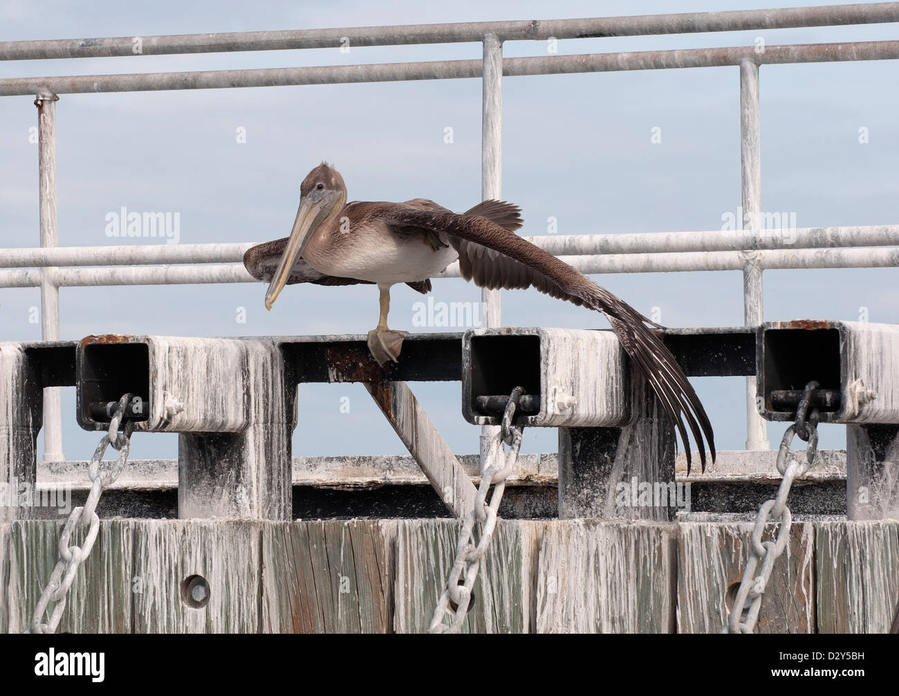 Pelican stretching at St. Johns River ferry dock Stock Photo - Alamy