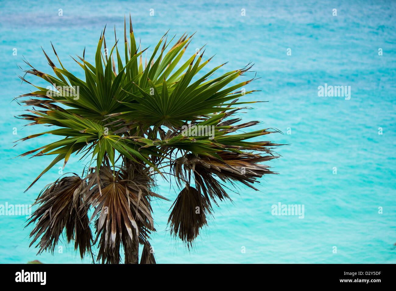 A palm tree overlooking the ocean Stock Photo - Alamy