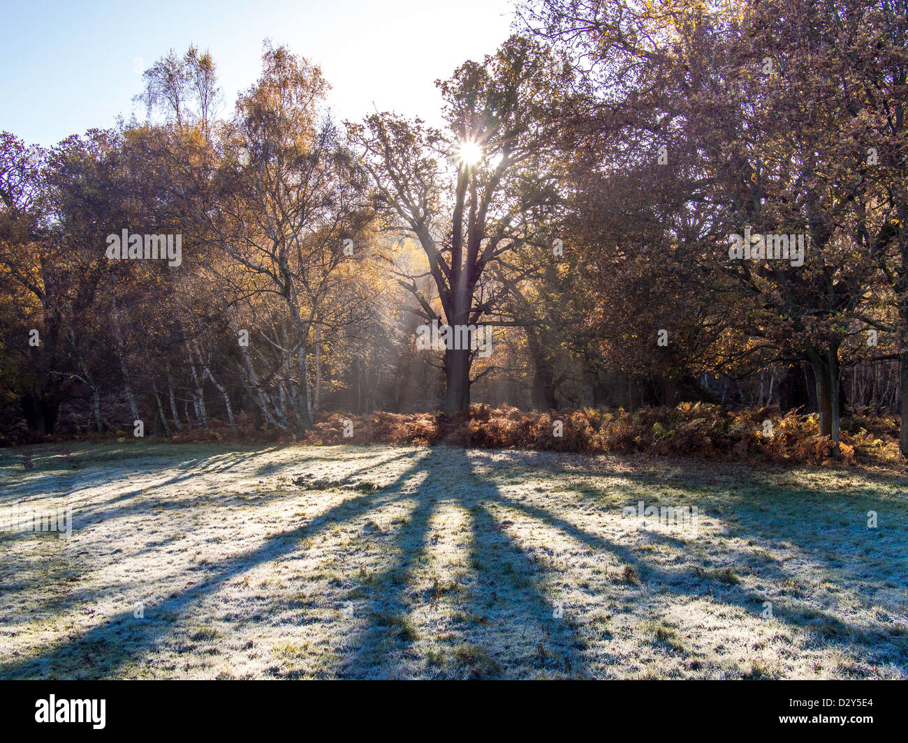 Back lit oak tree hi-res stock photography and images - Alamy