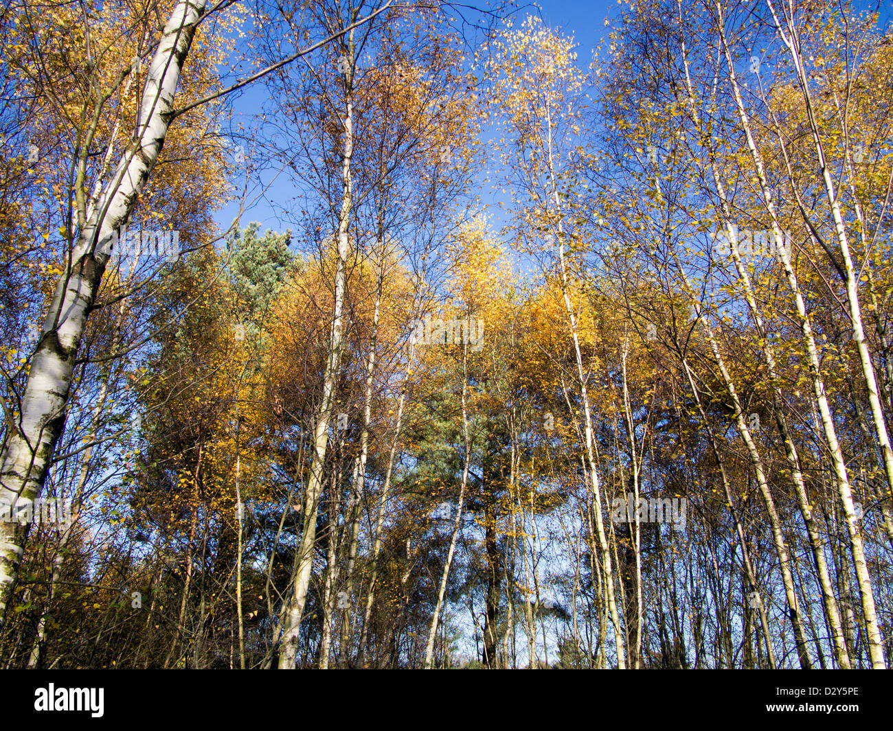 Common silver birch hi-res stock photography and images - Alamy