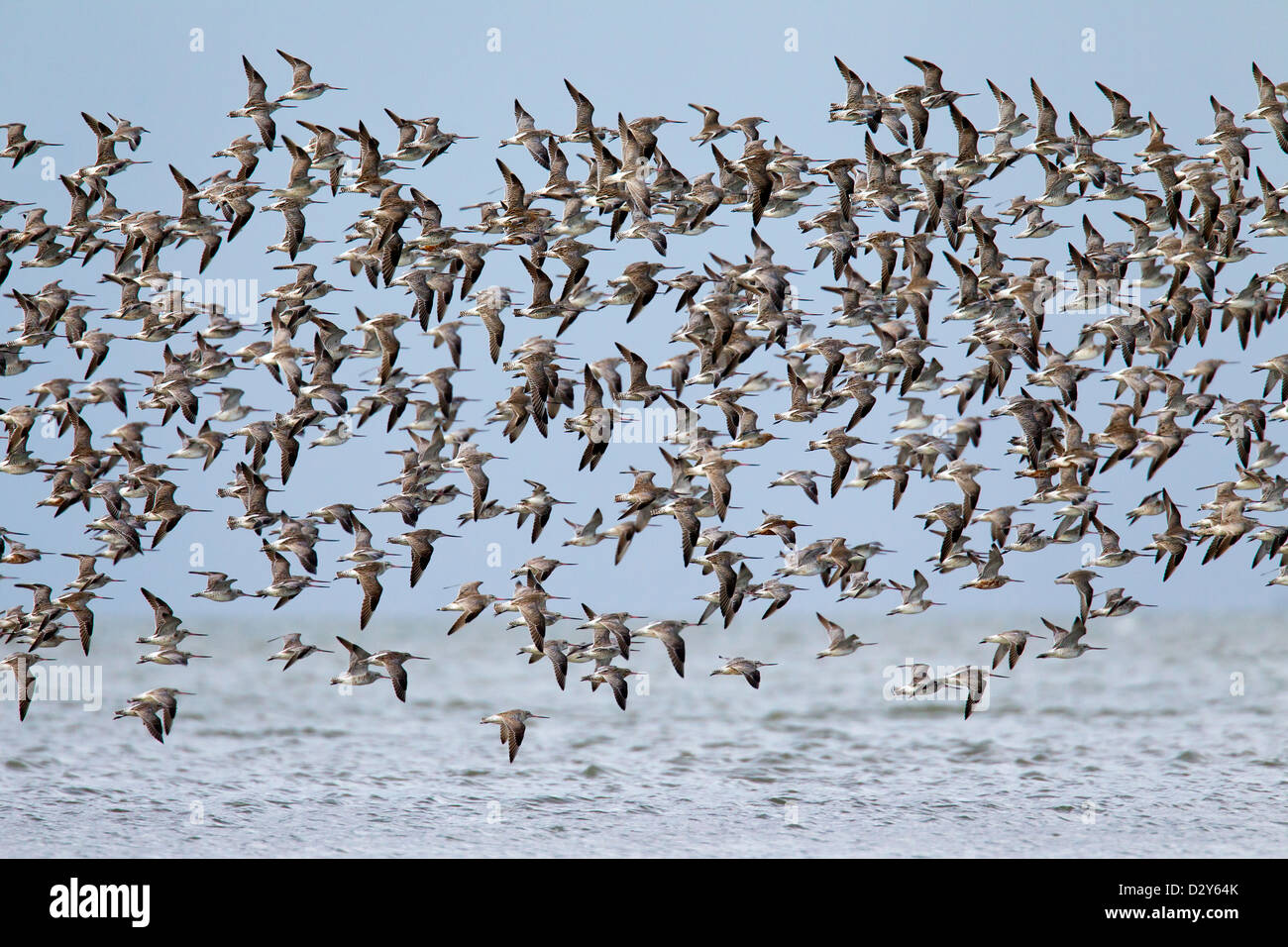 Bar tailed godwit uk hi-res stock photography and images - Alamy