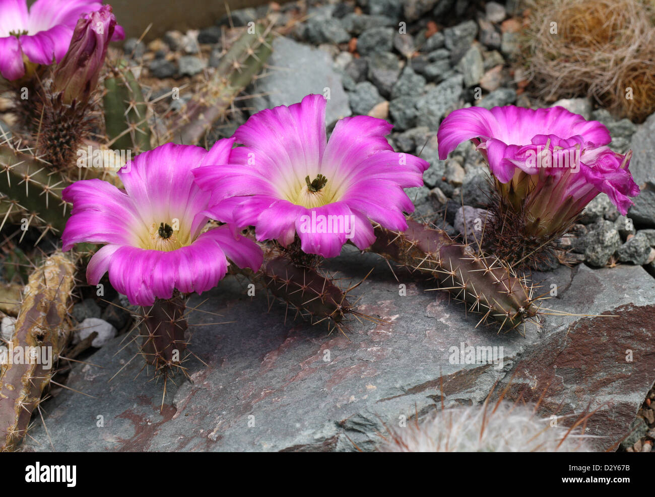 Lady Finger Cactus, Echinocereus pentalophus subsp. pentalophus ...