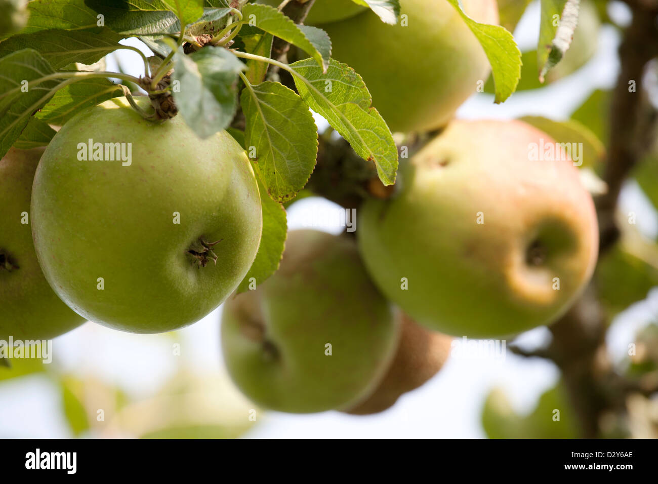 Malus domestica Apple Charles Ross Stock Photo - Alamy