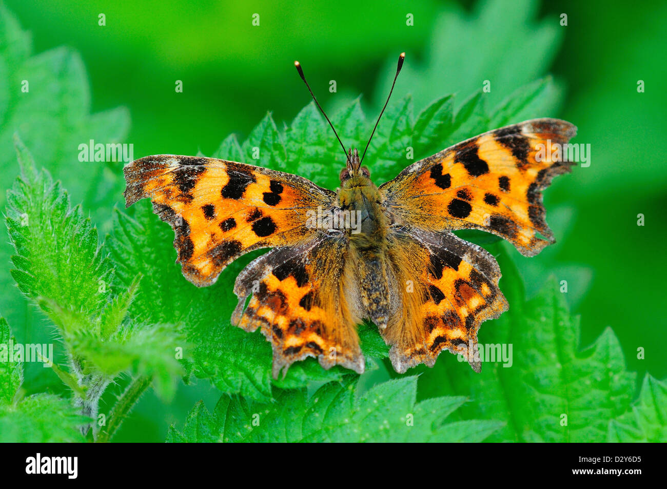Comma and butterfly hi-res stock photography and images - Alamy
