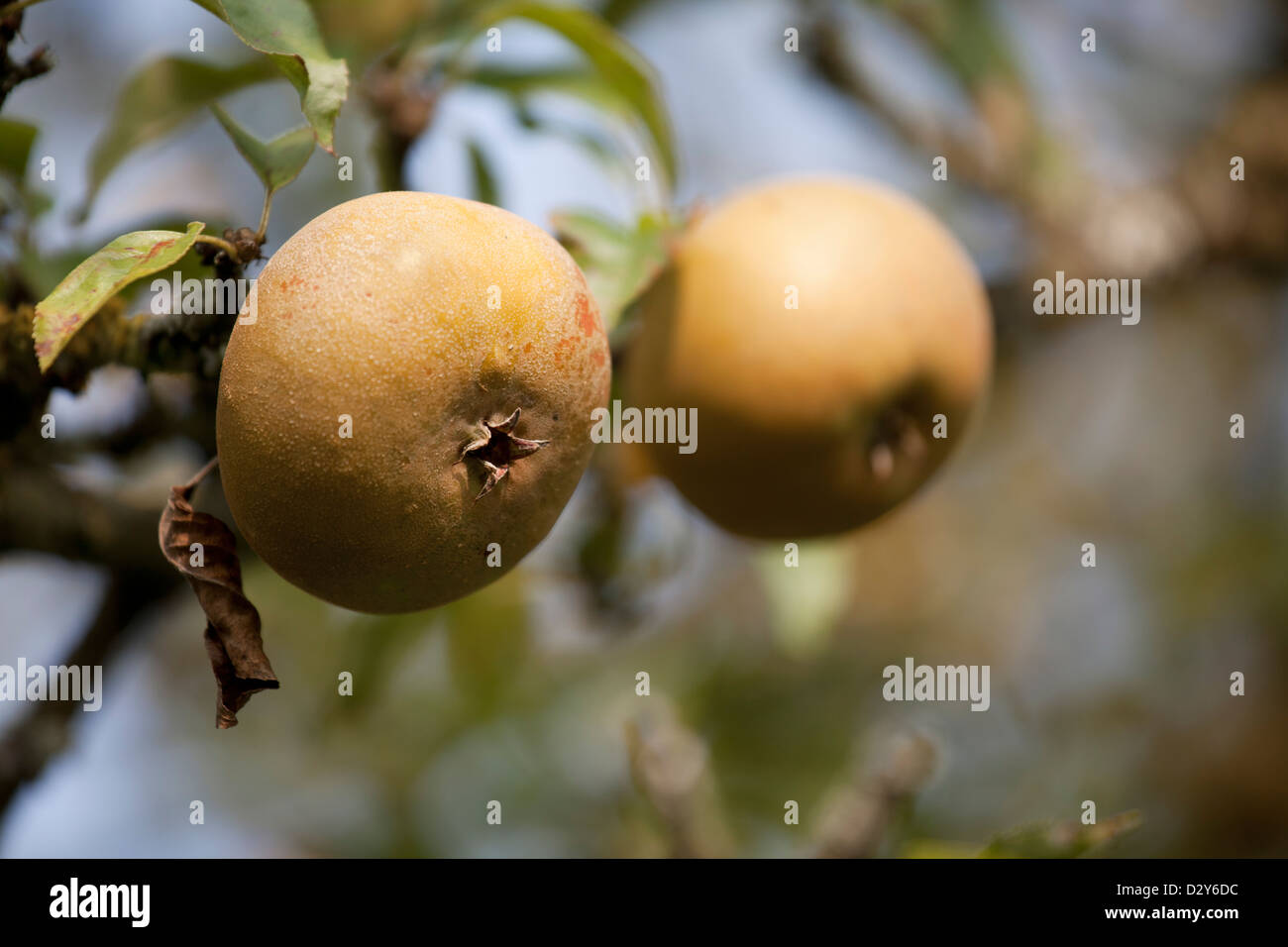Malus domestica - Apple Egremont Russet Stock Photo - Alamy