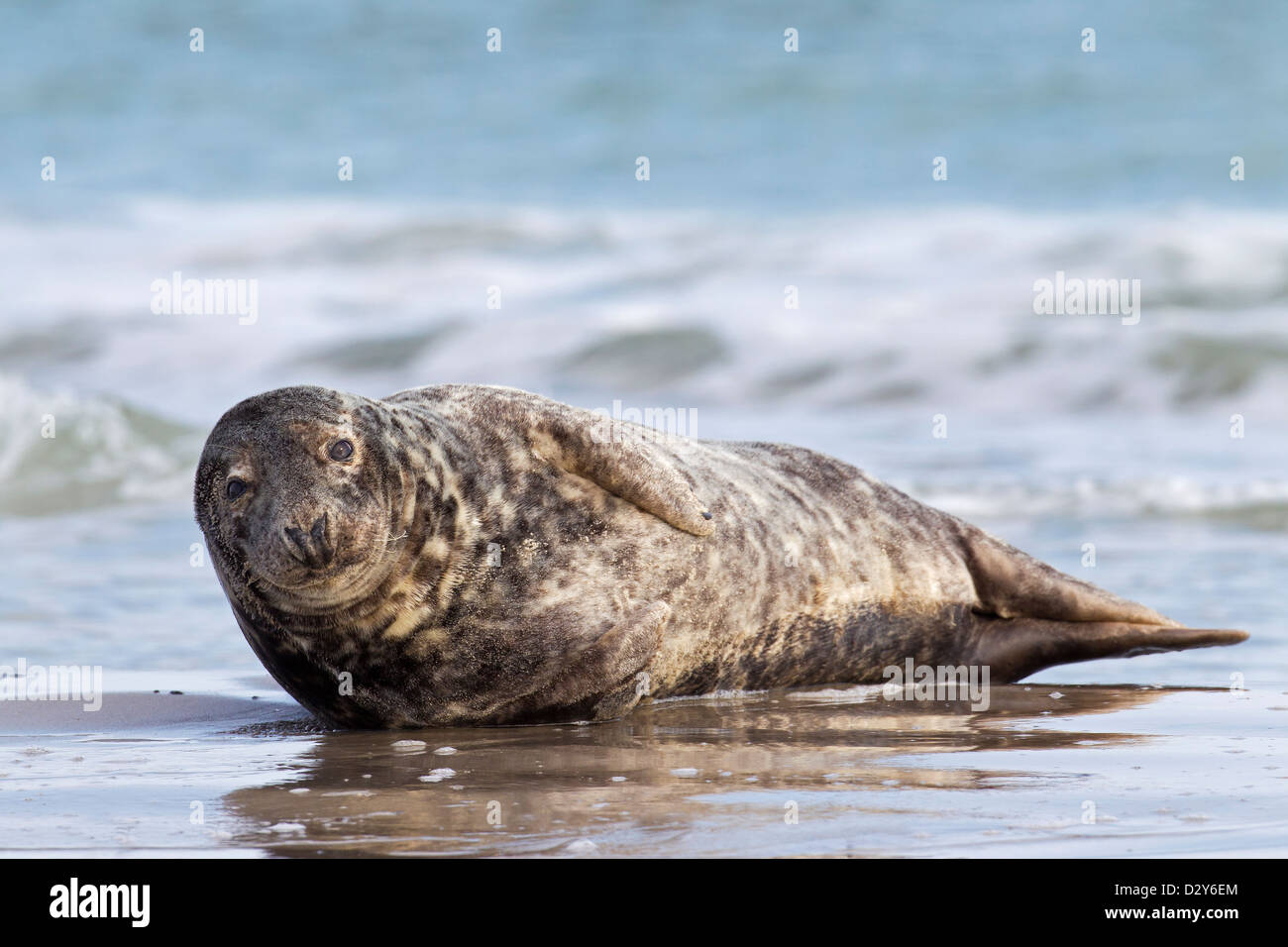 Female grey seals hi-res stock photography and images - Alamy