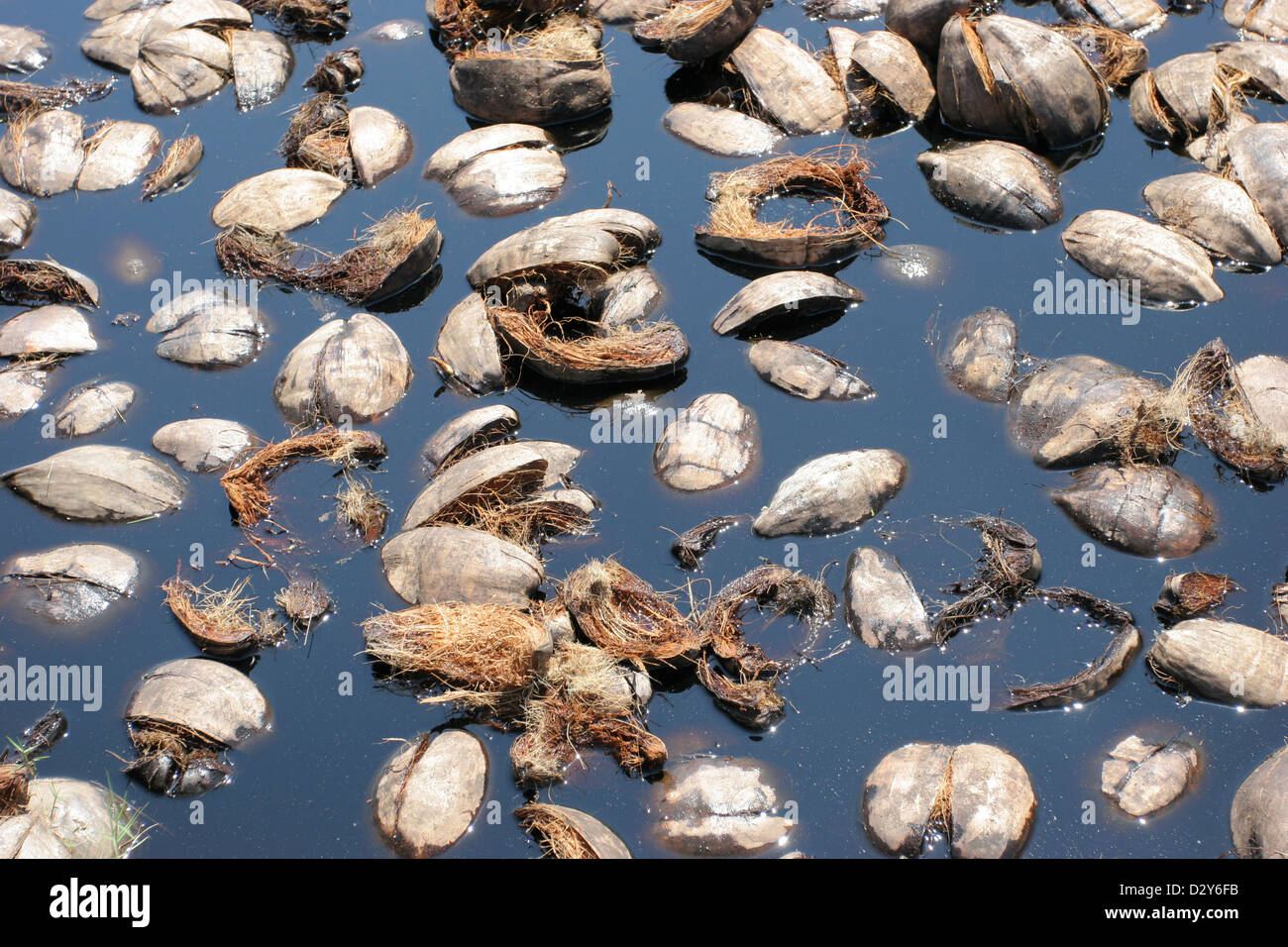 Koggala, Sri Lanka, floating coconuts in a coconut fiber factory Stock ...