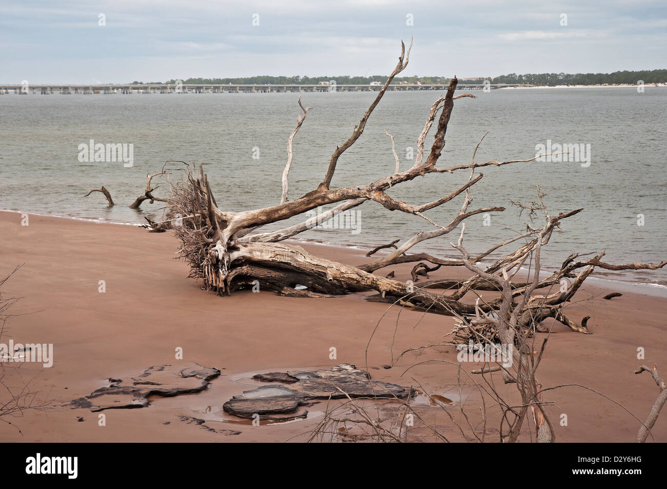 Boneyard Beach on Big Talbot Island Florida along the Atlantic Coast ...