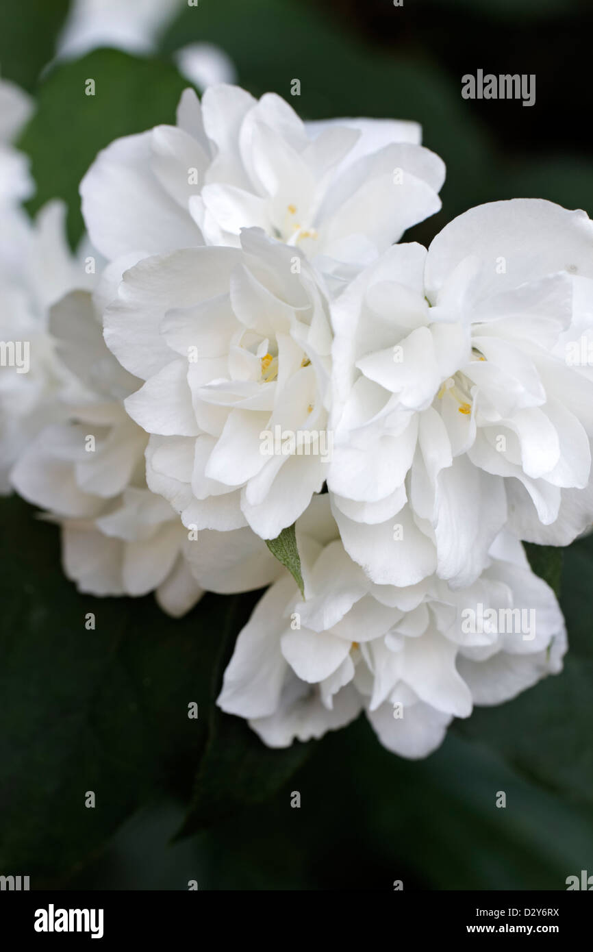 Virginal High Resolution Stock Photography and Images - Alamy