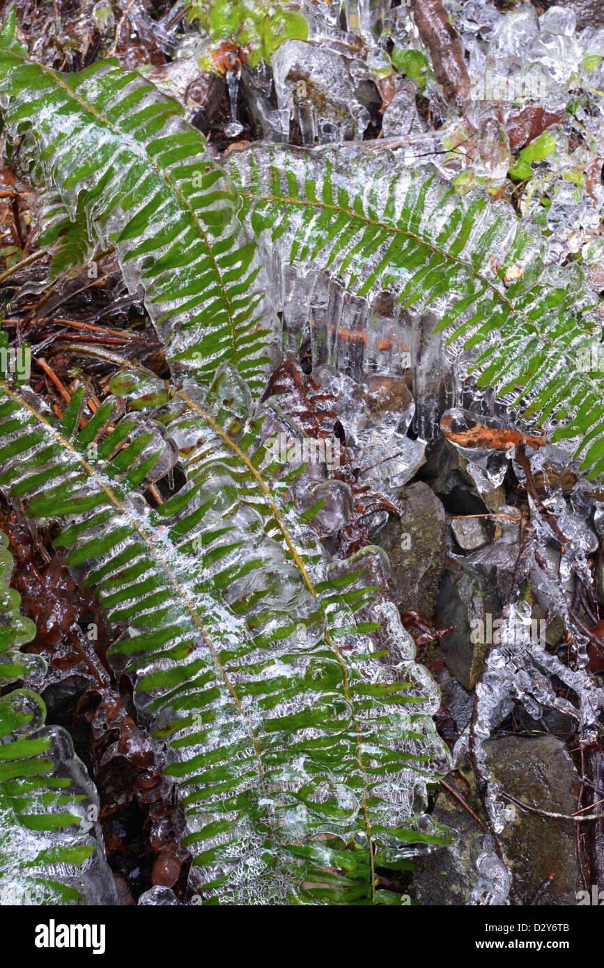 Ferns plants hi-res stock photography and images - Alamy