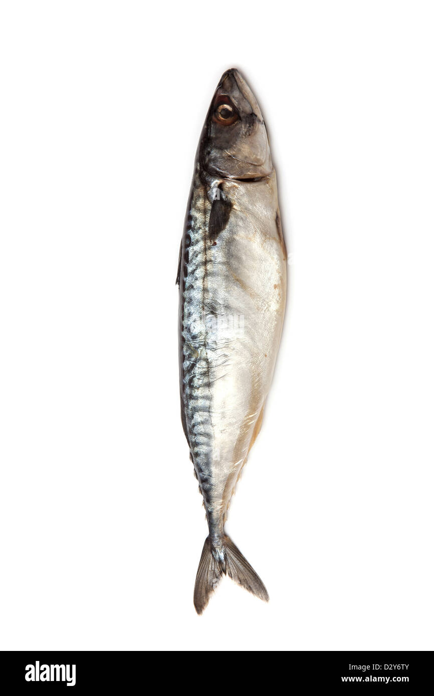 Whole Mackerel fish isolated on a white studio background Stock Photo ...