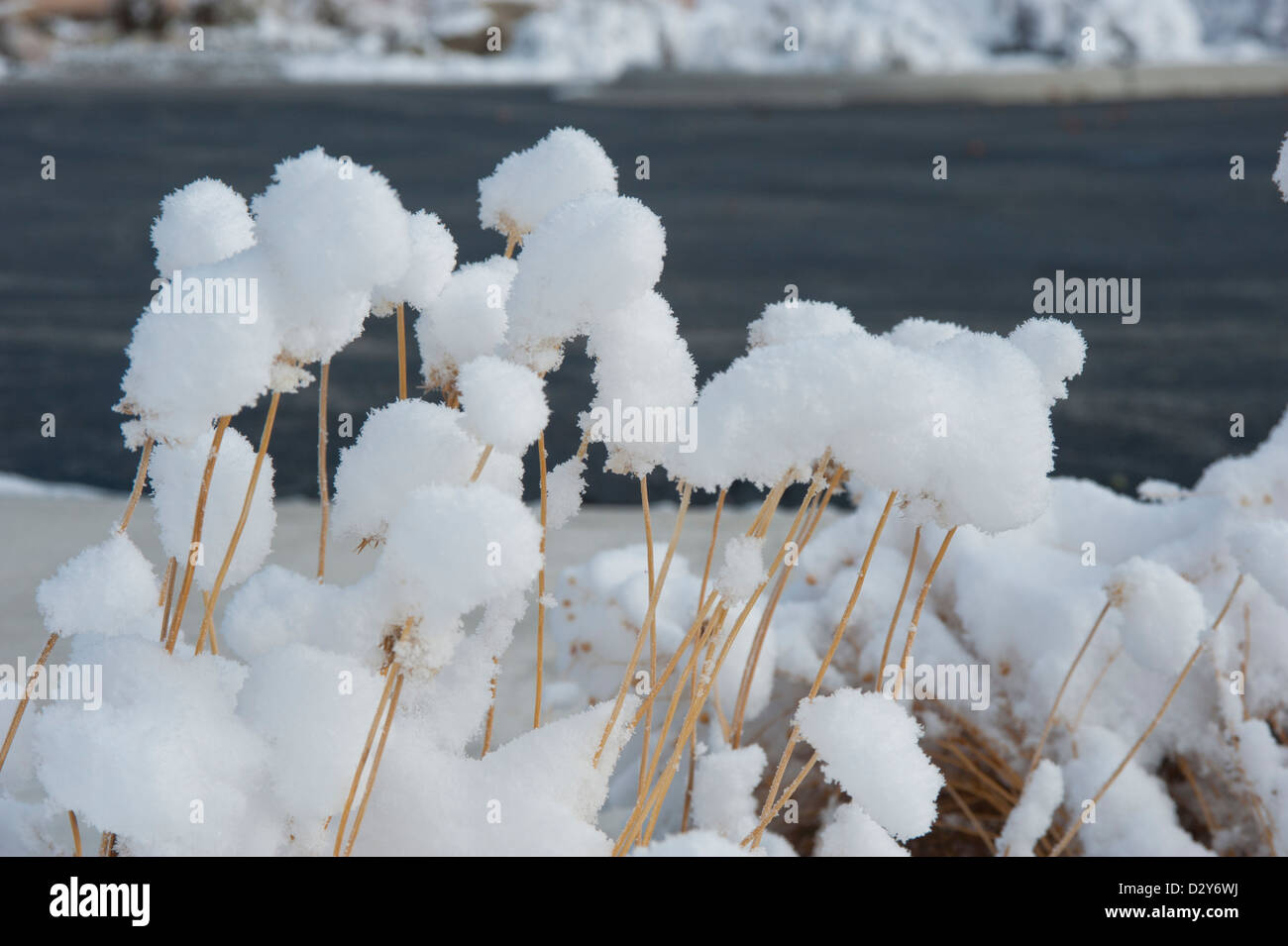 Several blanket flower seed heads are covered with the first wet snow ...