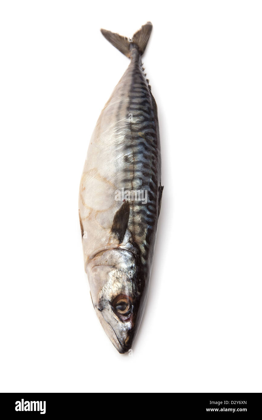 Whole Mackerel fish Stock Photo - Alamy