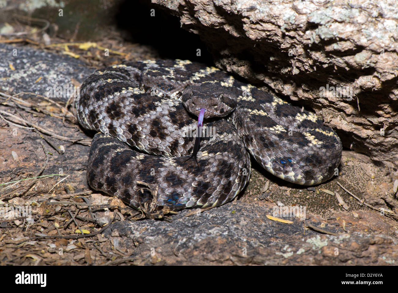 Arizona Black Rattlesnake Crotalus cerberus Happy Valley, Pima County ...