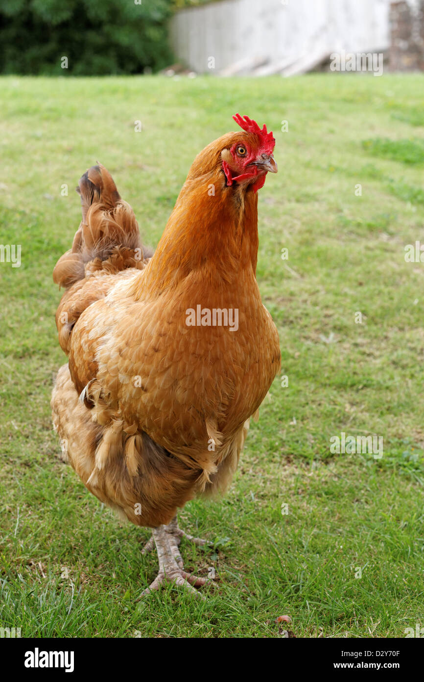 Poultry cross hi-res stock photography and images - Alamy