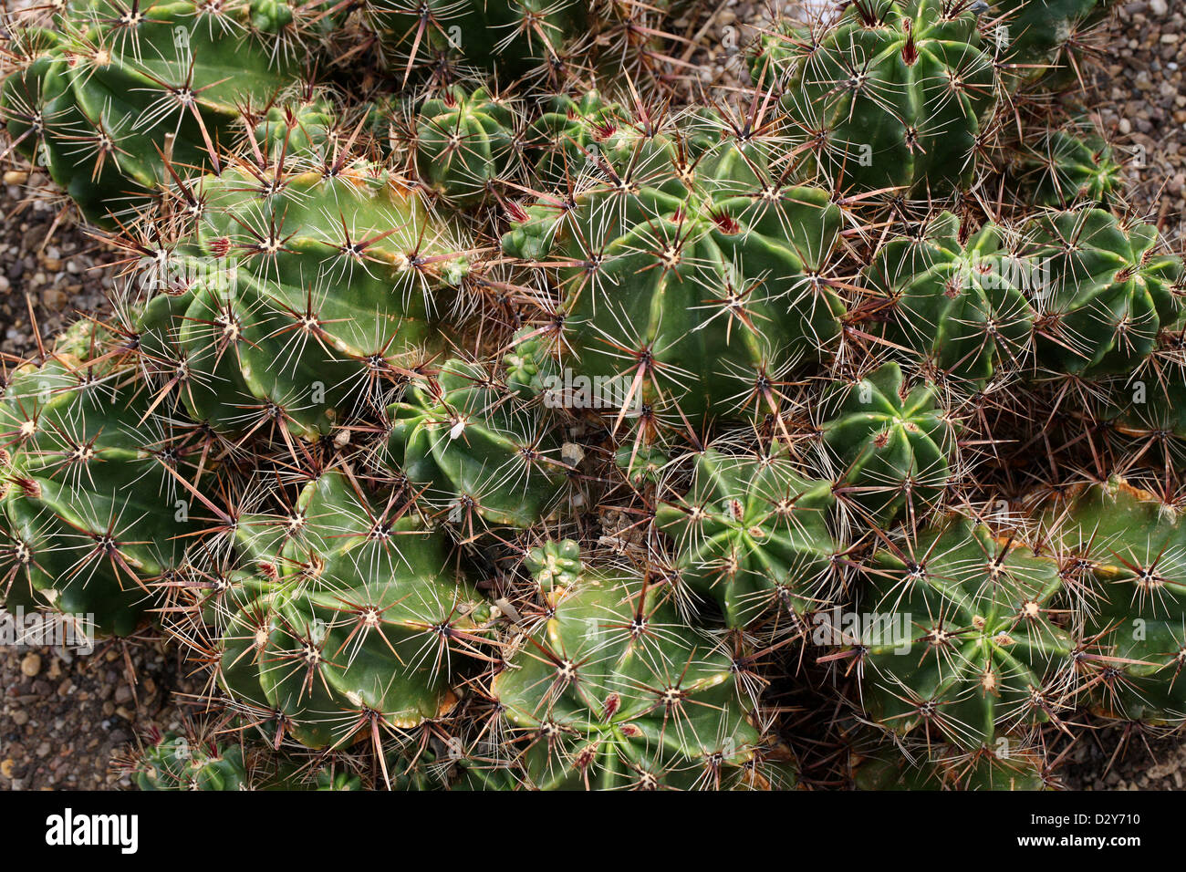 Barrel Cactus, Ferocactus robustus, Cactaceae. Mexico Stock Photo - Alamy