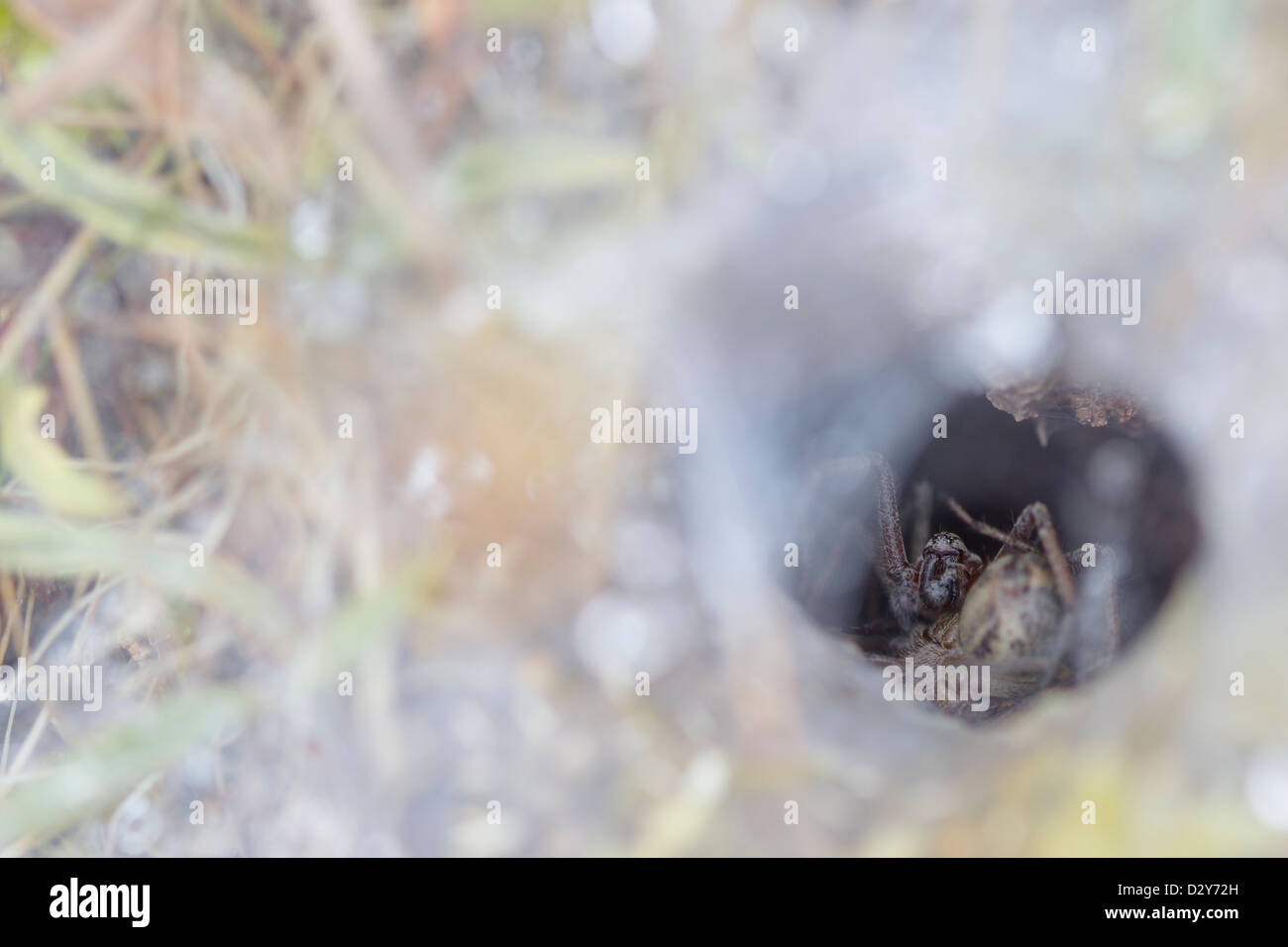 Labyrinth Spider Agelena labyrinthica in funnel web with prey Stock ...
