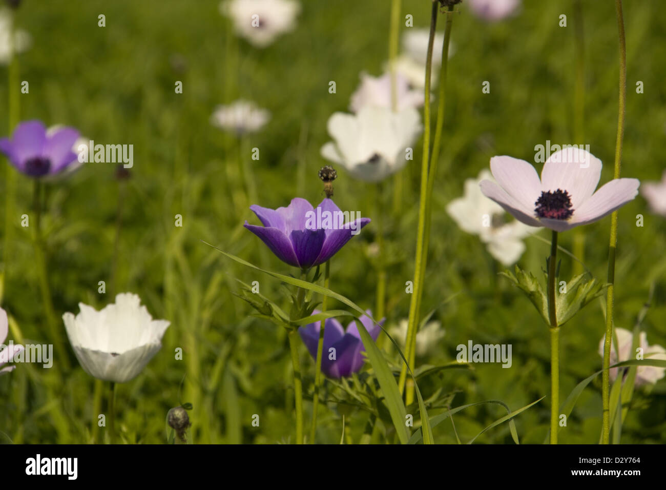 Poppies israel hi-res stock photography and images - Alamy